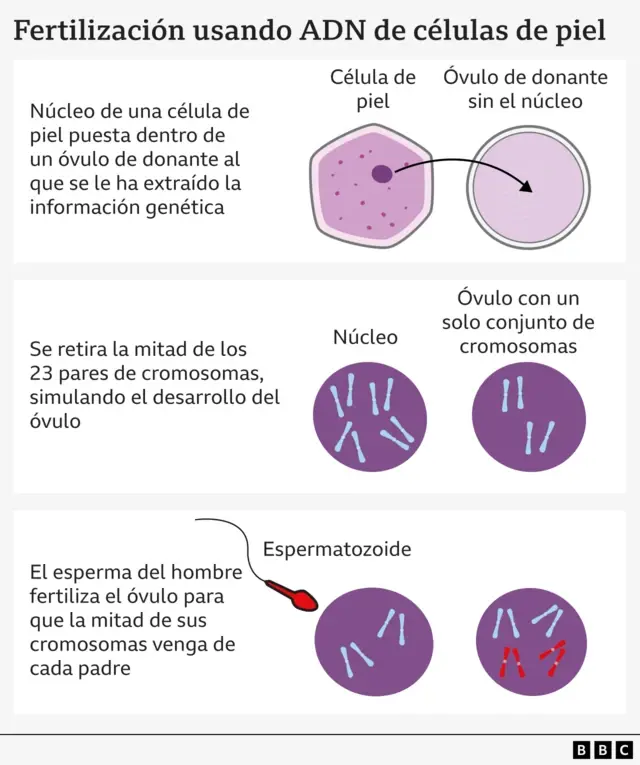 El revolucionario método que permitió crear un óvulo viable con células ...