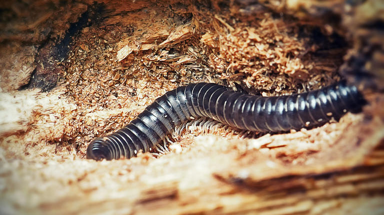 Centipede Vs Millipede: Which Pest Is Invading Your Home