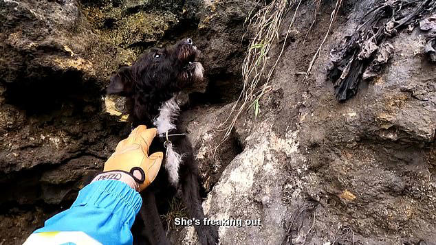 Dramatic moment Coastguard launch rescue bid to save dog who fell off ...