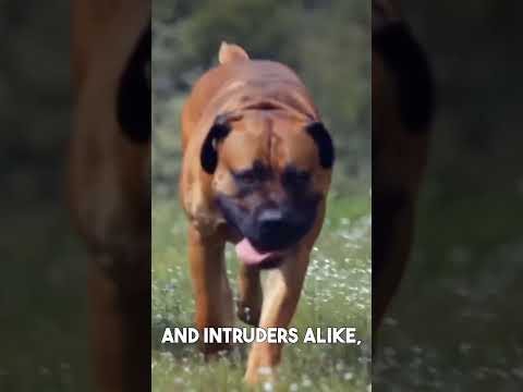 This dog is stronger than you think!