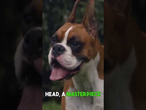 This dog's muscles will blow your mind!