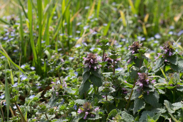 5 Common Lawn Weeds That Pop Up Every Fall, Plus How to Get Rid of Them