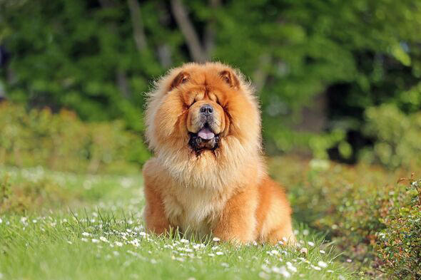 Vets reveal the 8 dog breeds they would never own