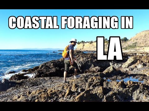 Coastal foraging in Southern California: Differences between SoCal vs ...