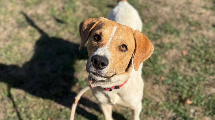 Dog shelter in Columbus offers $18 adoption fees this weekend