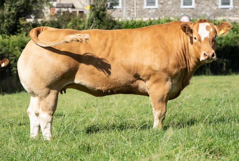 Award-winning in-calf heifers return to Markethill – C&M Tumilty set ...