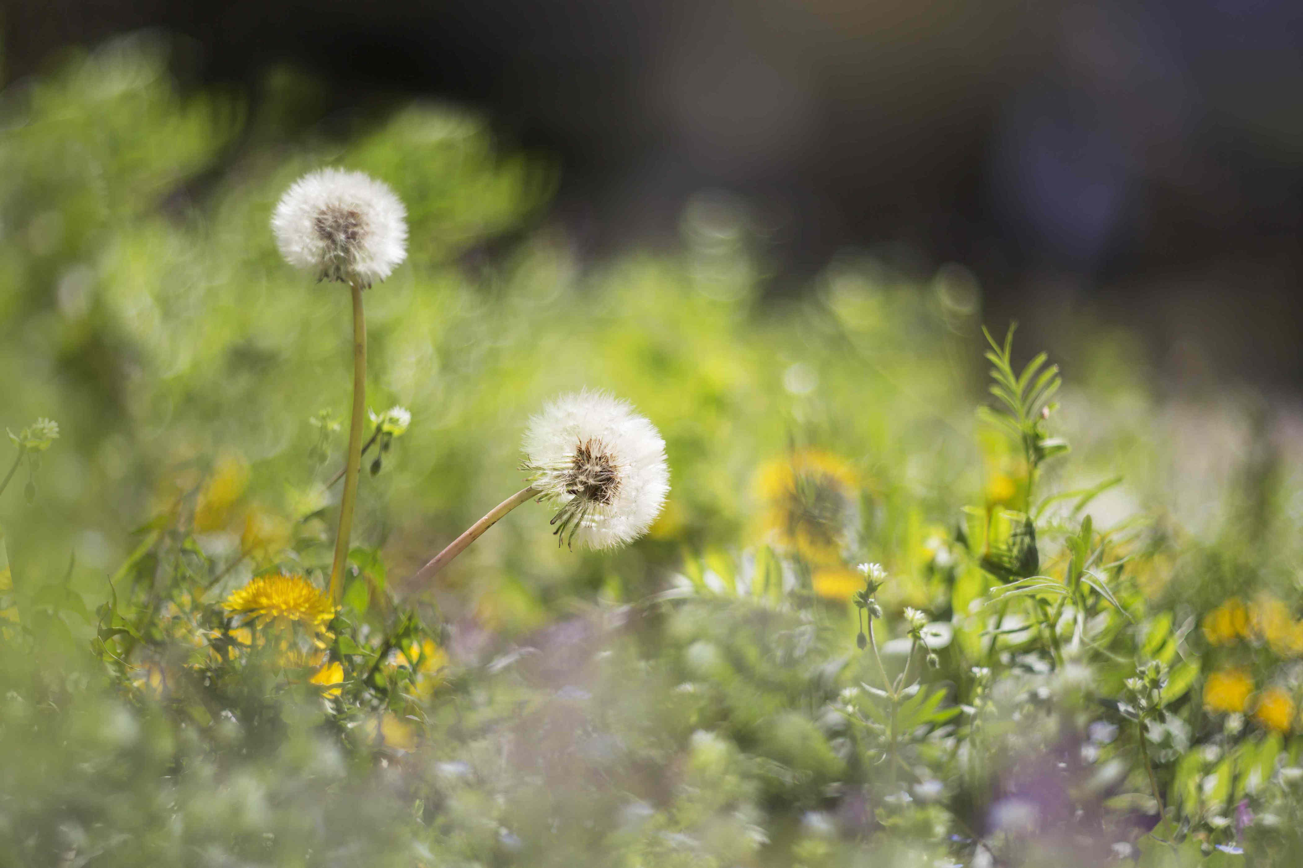 5 Common Lawn Weeds That Pop Up Every Fall, Plus How to Get Rid of Them