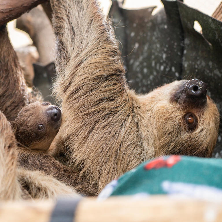 Adorable newborn sloth named Beanie’s Baby makes public debut at ...