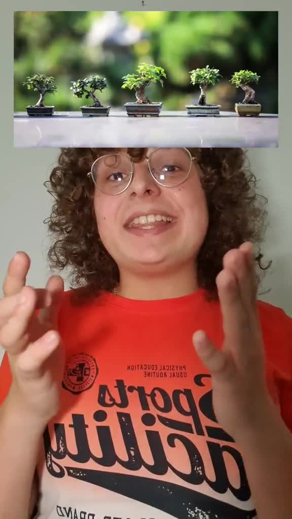 What Really Makes a Bonsai? The Art Behind Miniature Trees