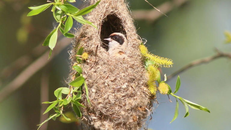 List of Top 7 Birds that Make the Most Unique Nests: Ranked