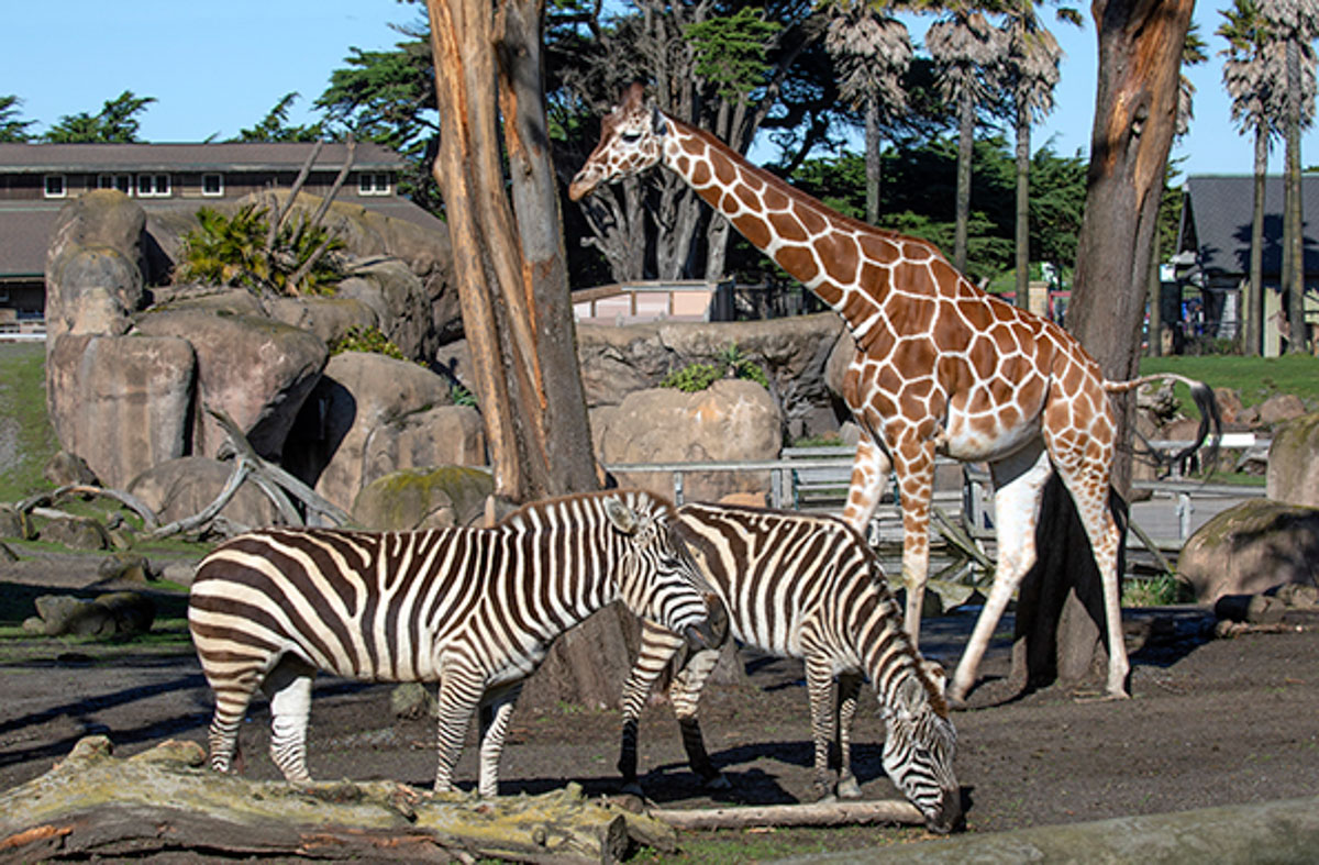 These Are the Best Zoos in the USA — How Many Have You Visited?