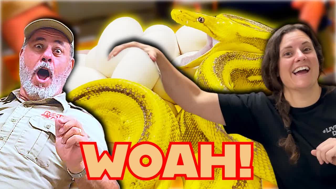 Giant snake lays a mountain of eggs!