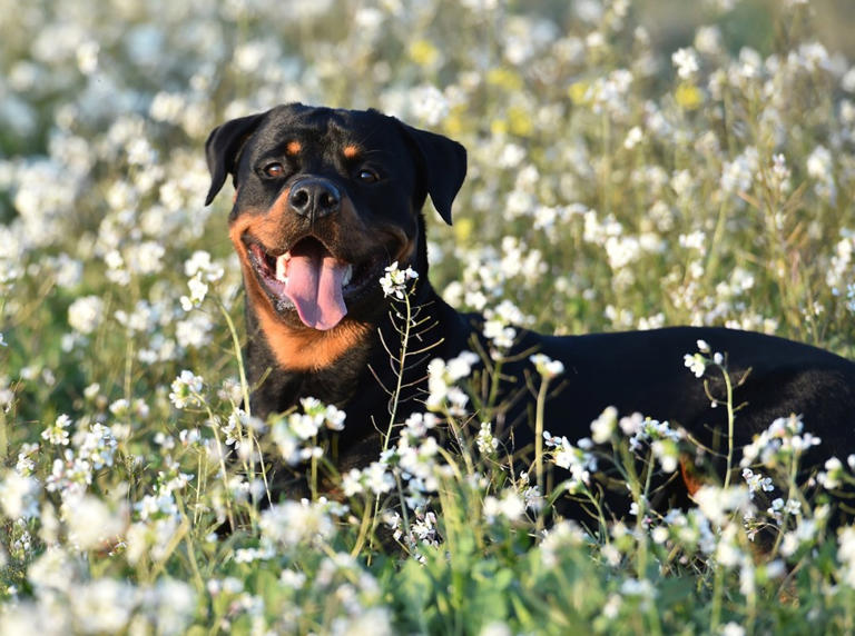5 Confident Dog Breeds That Will Be Your Rock, Say Experts