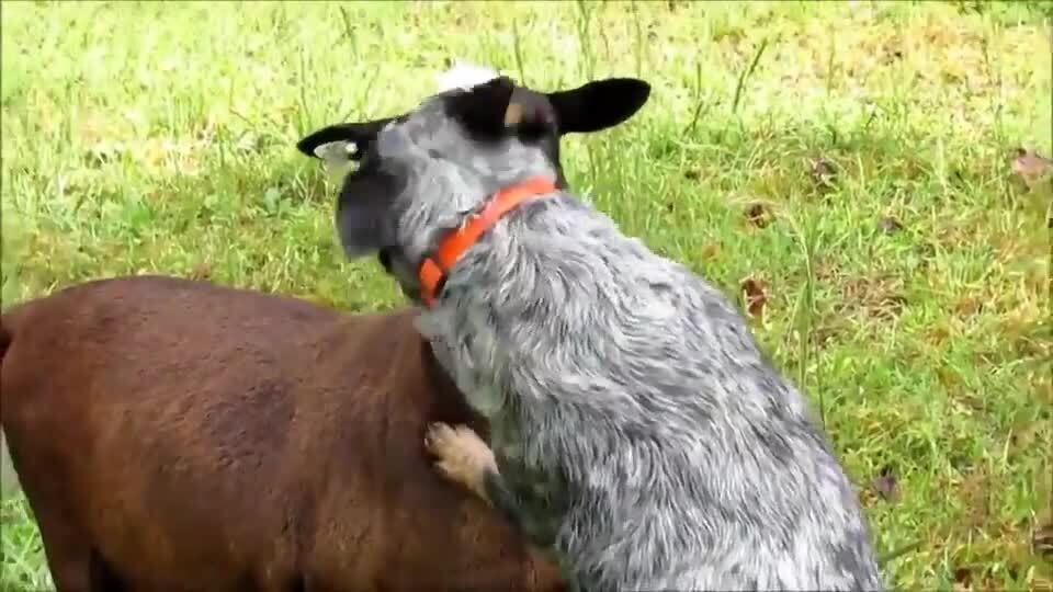 Farm Dog Lovingly Licks Sheep's Face