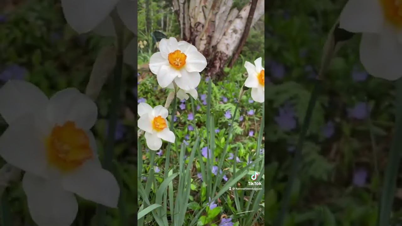 My life alone in the woods