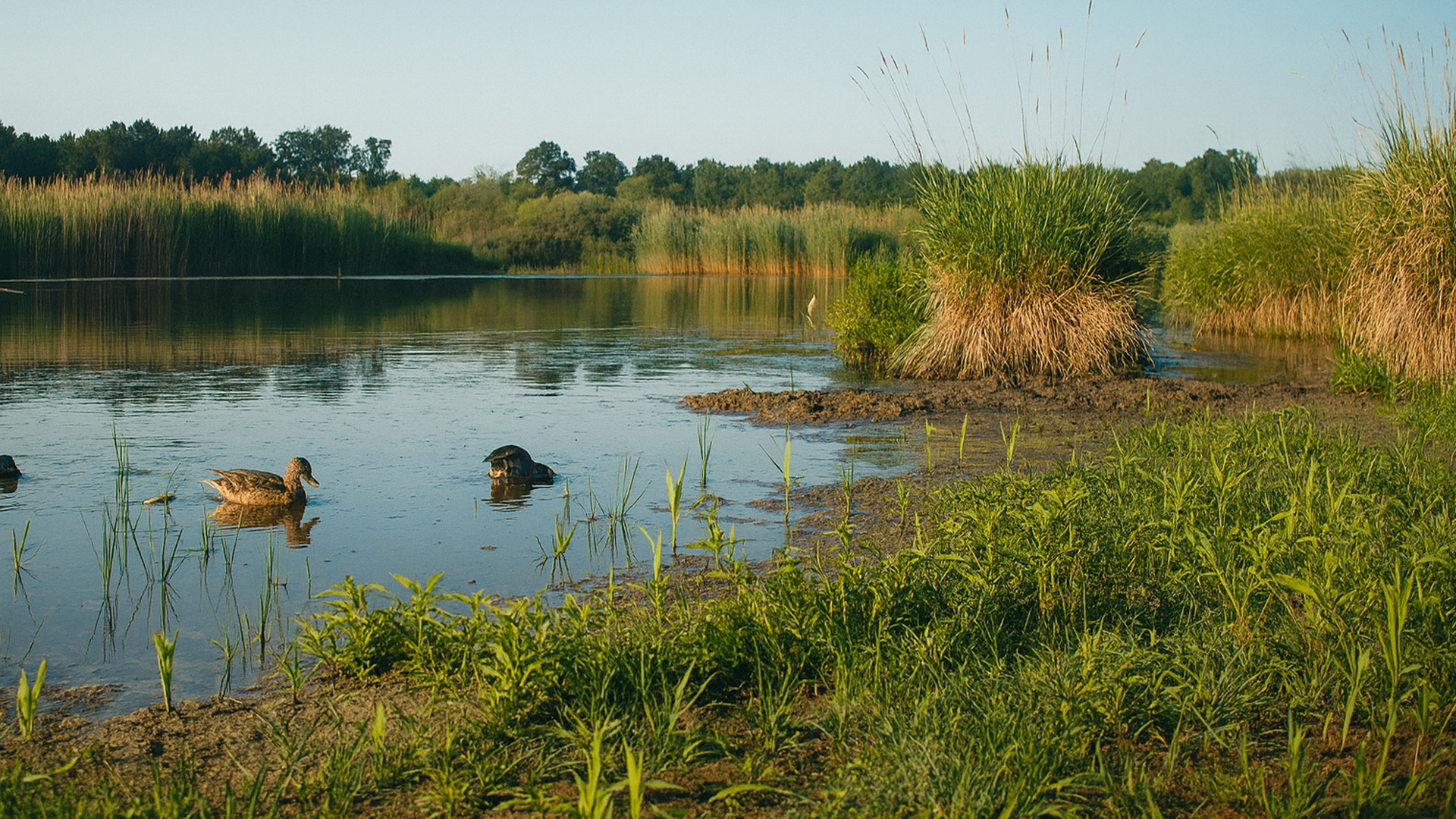 Hidden Camera by the River Captures Wildlife