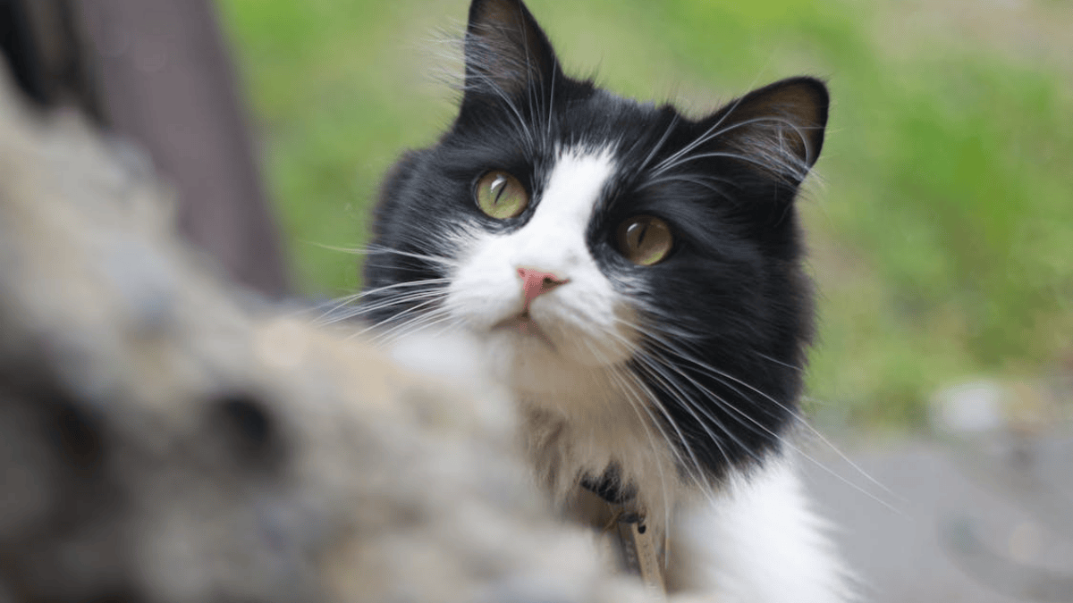 The power of napping: 9 unusual places your cat sleeps to "recharge ...