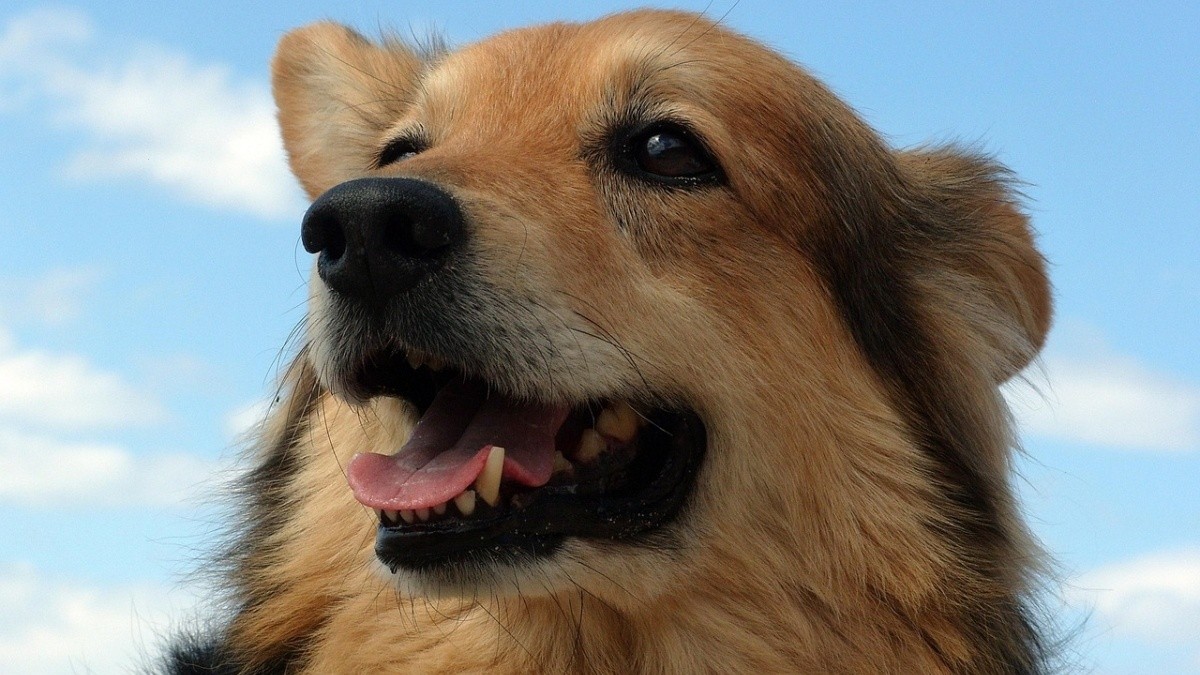 Your dog knows when he's going to die: this is how he says goodbye to ...