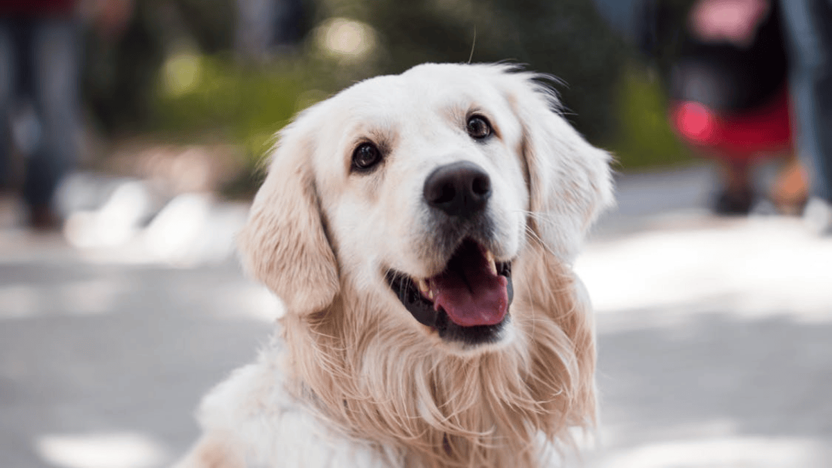 10 dog diseases that owners mistake for "old age" but require immediate ...