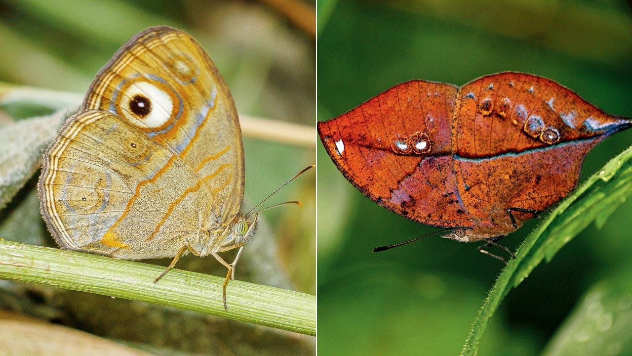 Winged Myths, Pocket Truths