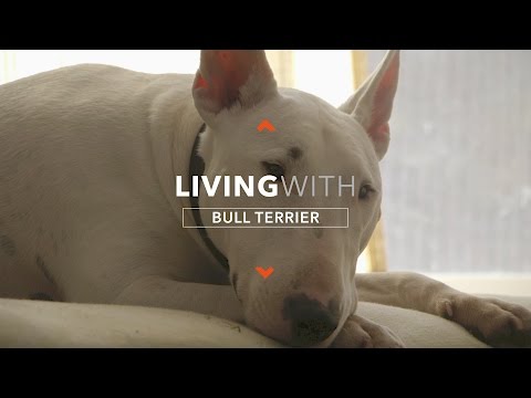 ALL ABOUT LIVING WITH HANK THE BULL TERRIER