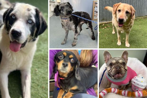 Five dogs looking for their forever home from Many Tears Rescue