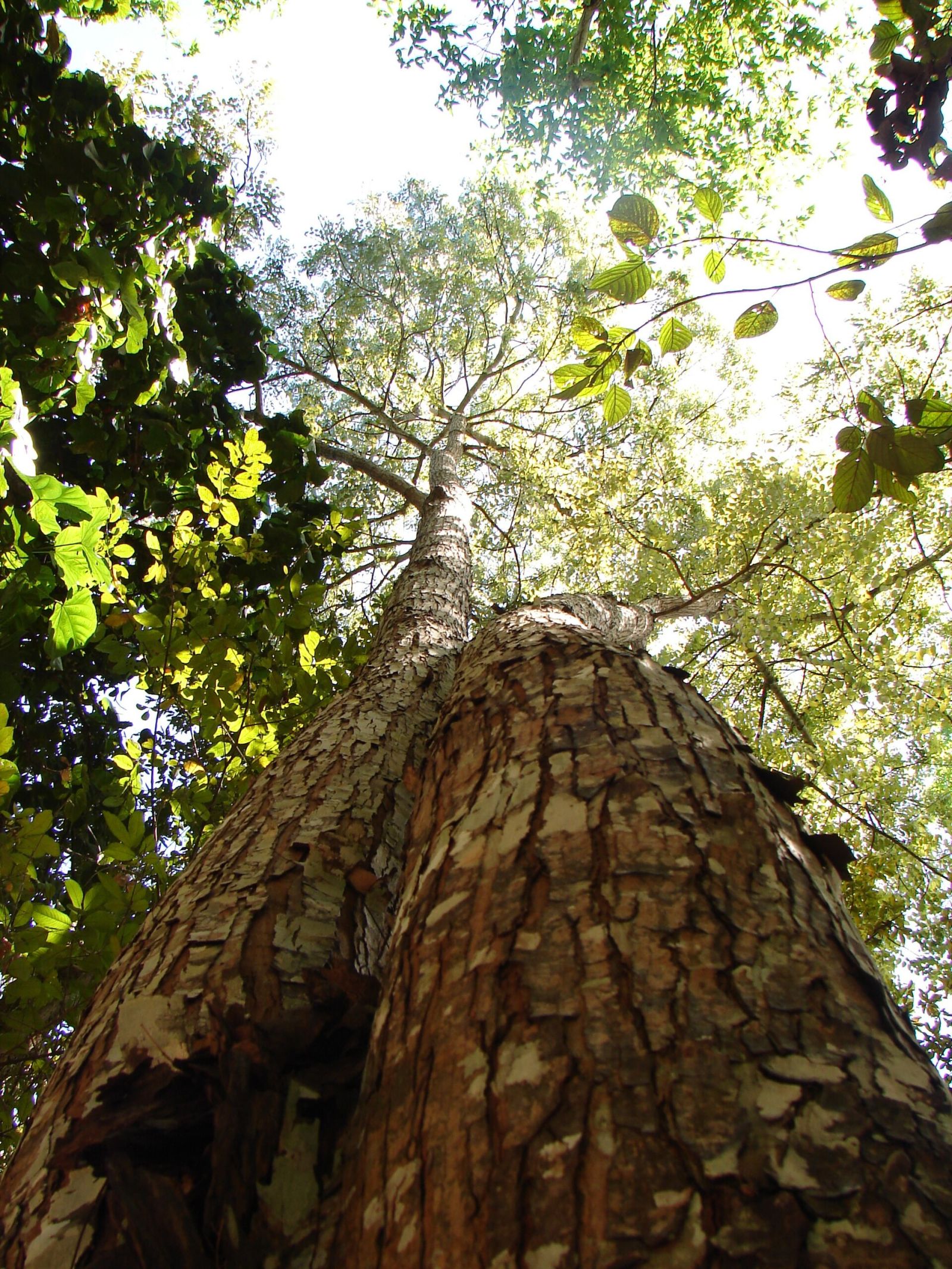 🌳 Amazon trees are visibly thickening due to CO2