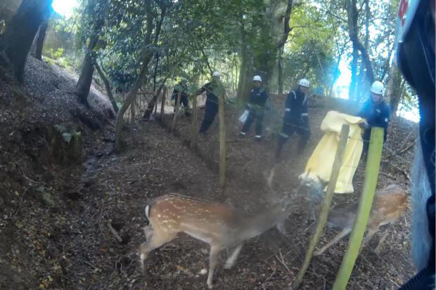 Animal rescuers called out to ‘extraordinary’ and ‘dangerous’ incident