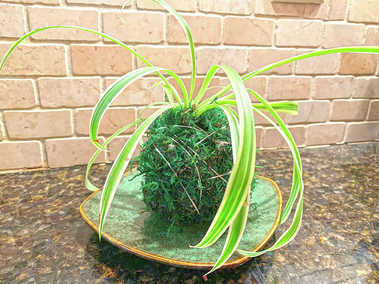 Transform your houseplants into art with this Japanese gardening technique