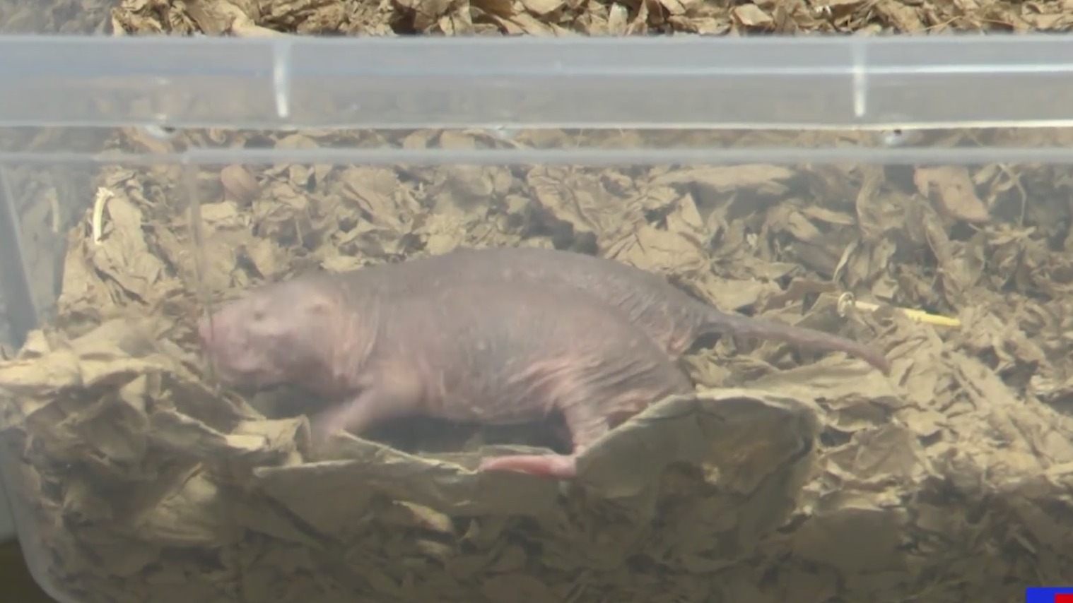 Meet the naked mole-rats: Sacramento Zoo's newest residents