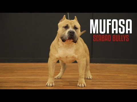 AMERICAN BULLY SHOW - WEST COAST BULLY EXPO