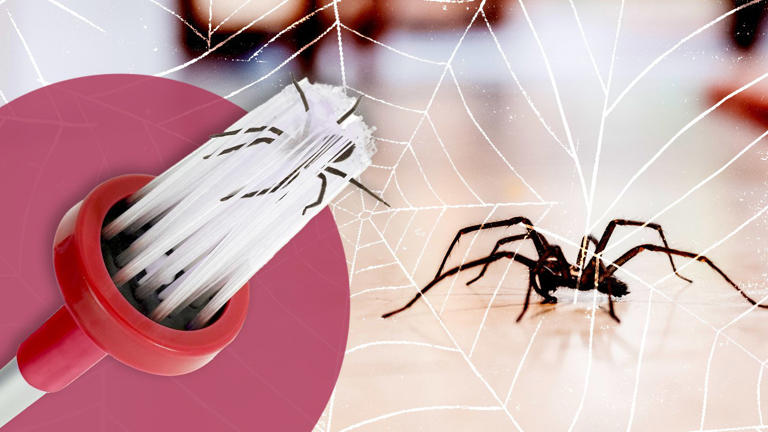 Catch spiders easily with this amazing new gadget