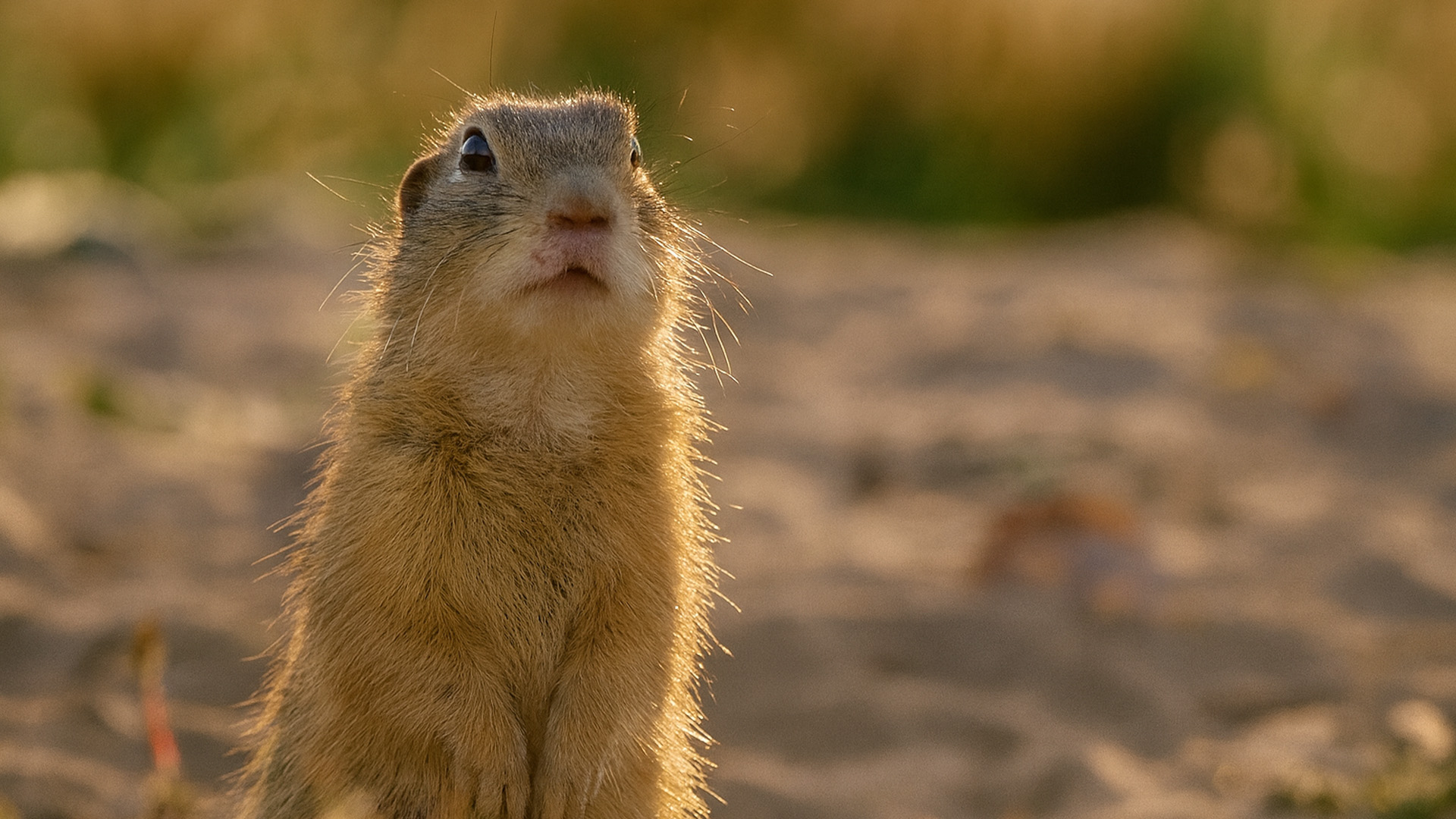 Écureuil sur le sol parmi l’herbe