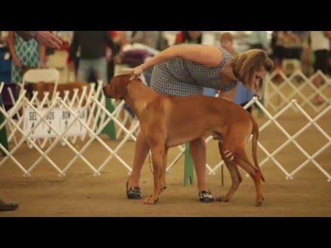 RHODESIAN RIDGEBACKS: A BRIEF WIKI HISTORY