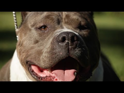 GRAND CHAMPION DUDE - CLASSIC EDGE LOOKS ON A BIG BULLY FRAME