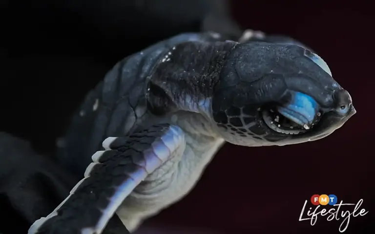 More than 757,800 baby turtles return to the sea in Terengganu