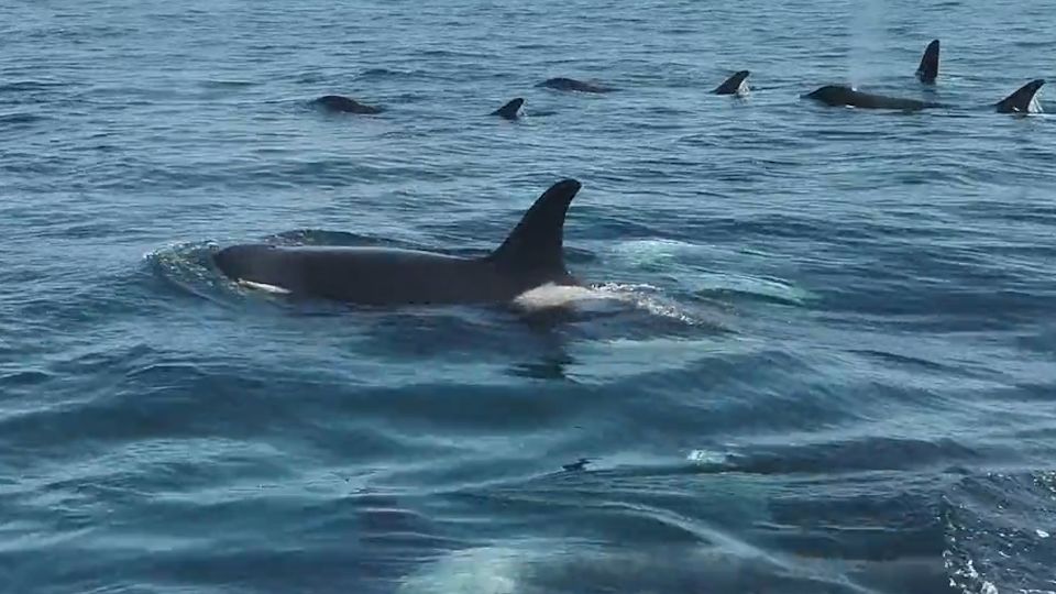 Raro avistamiento de una manada de orcas en peligro de extinción