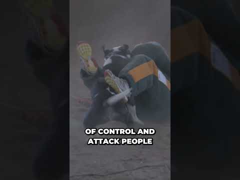 Uncovering the truth about dangerous dog breeds: What you didn't know # ...