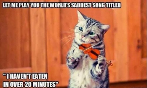 Sad Cat Memes Every Cat Lover Understands