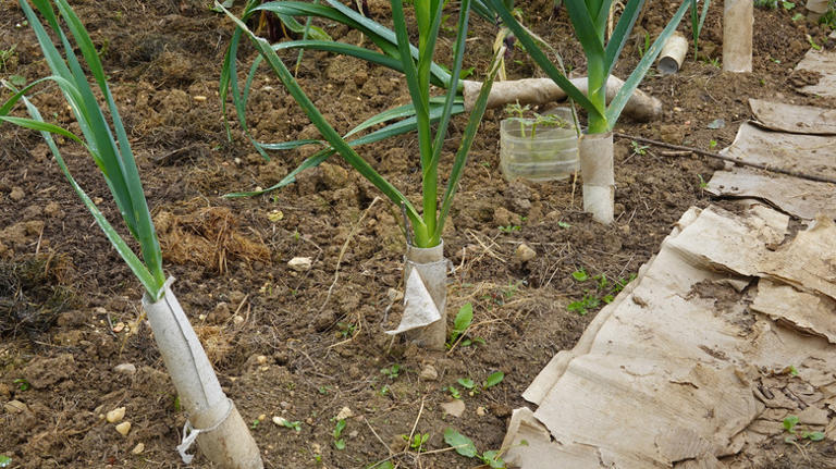 Upcycle Toilet Paper Rolls Around Your Garden With These Effortless DIYs
