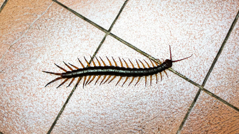 Centipede Vs Millipede: Which Pest Is Invading Your Home