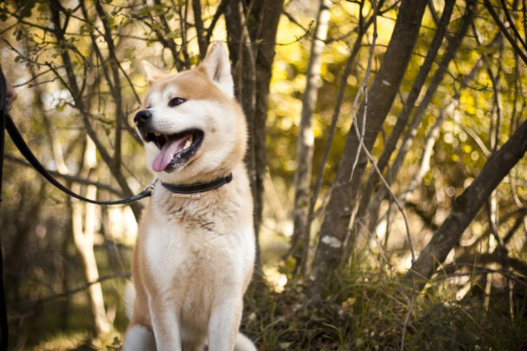 5 Confident Dog Breeds That Will Be Your Rock, Say Experts