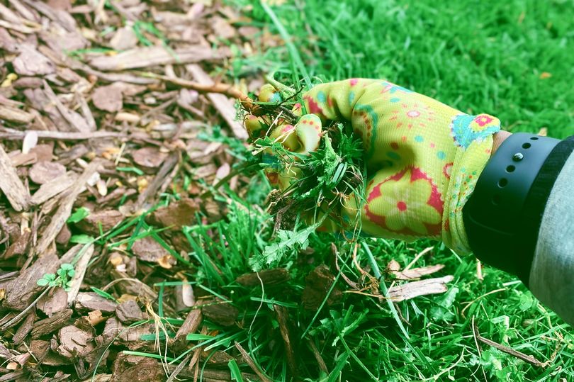 Pro gardener recommends fruit to make soil 'less hospitable for weeds'