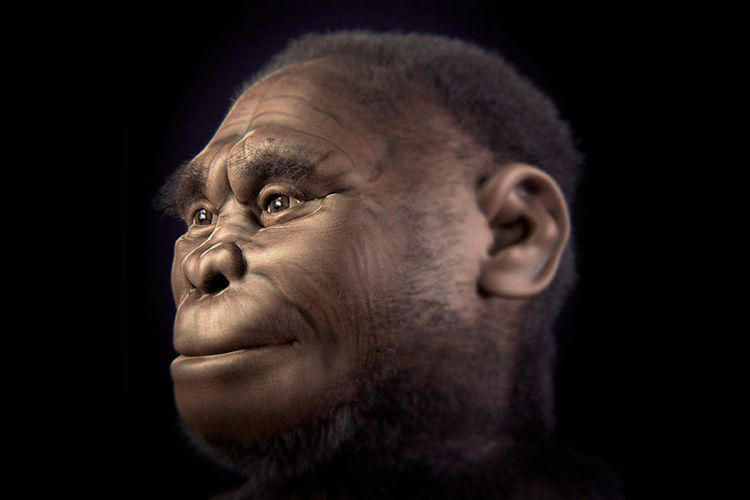 Homo Floresiensis, Ketika Hobbit Bukan Sekadar Fiksi