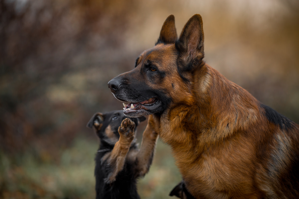 German Shepherd's Tender Kisses for Newly-Rescued Cleft Palate Puppy ...