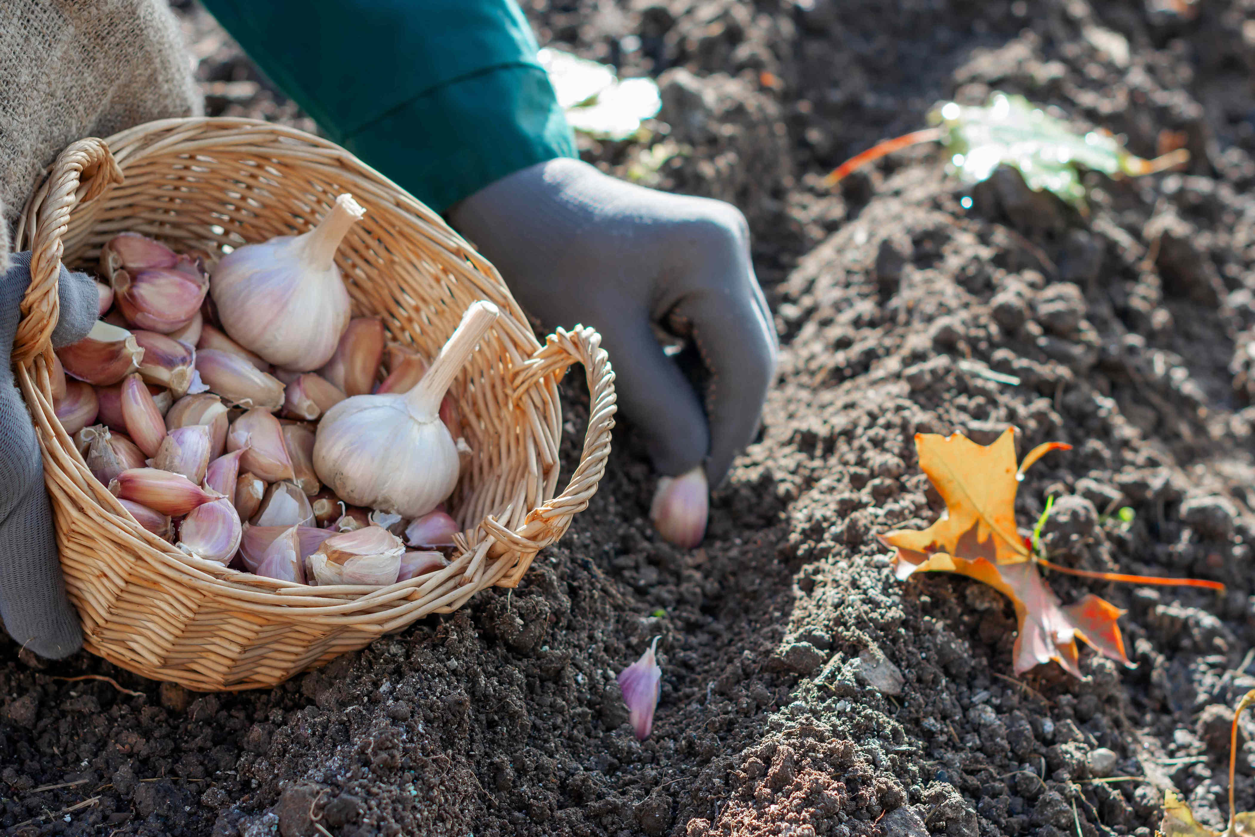 6 Places You Should Never Plant Garlic (and Where to Grow It Instead)