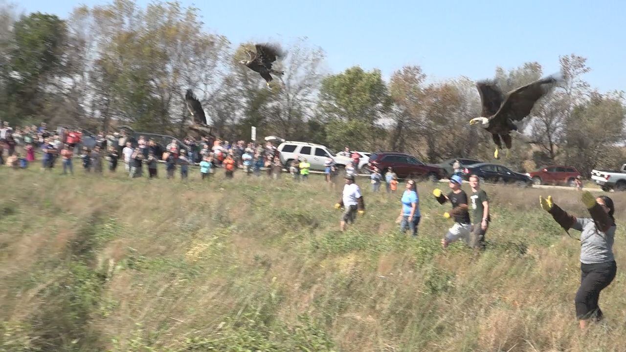 Bramble Park Zoo releases three bald eagles back into the wild