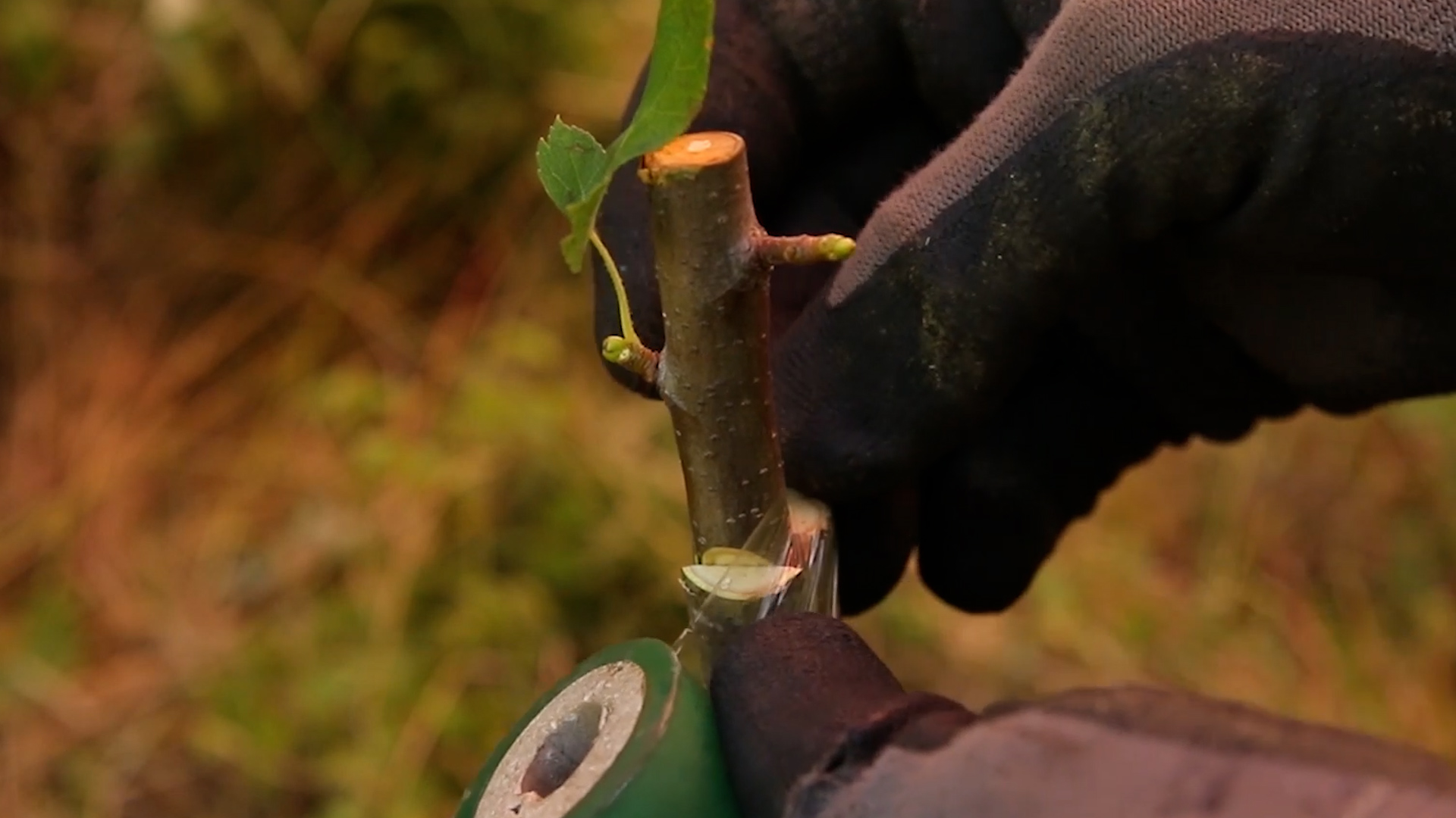 Easy Tree Grating Techniques