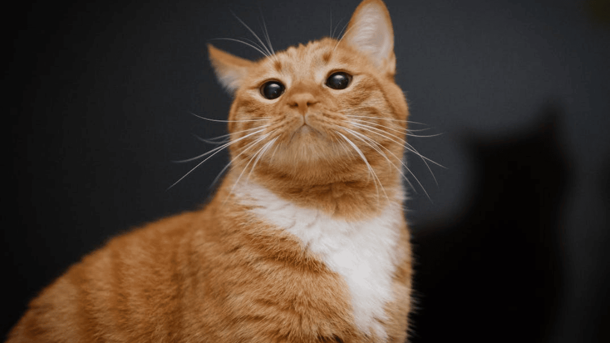 The truth behind color: what your cat's coat says about their ...