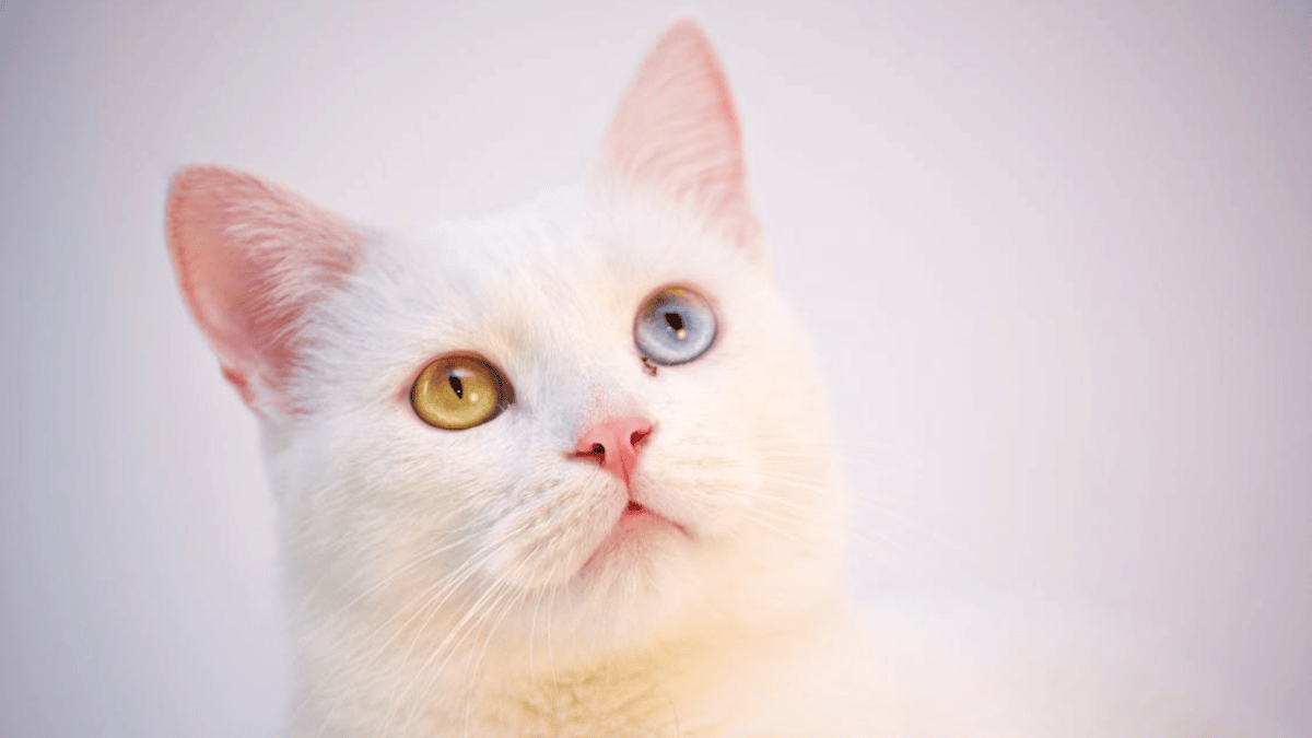 The truth behind color: what your cat's coat says about their ...